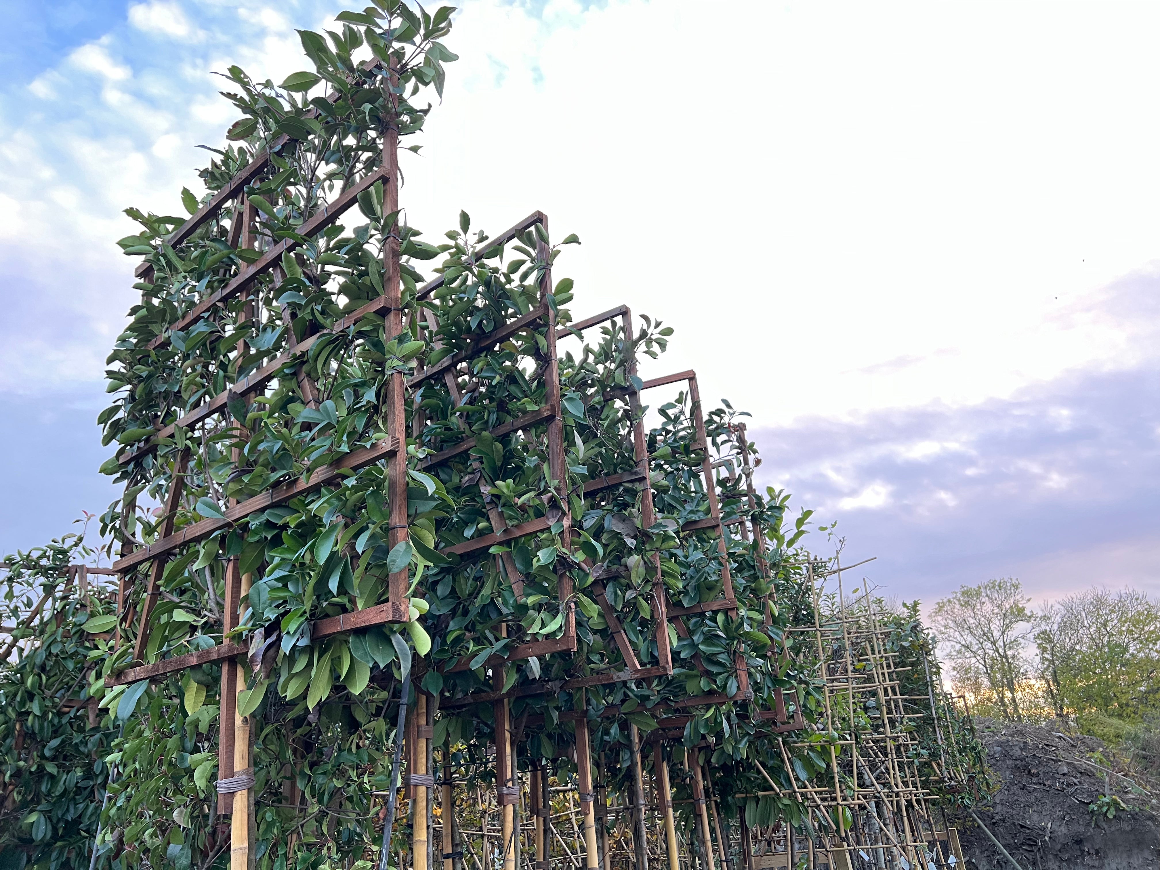 Pleached Trees – Page 2 – Hedging Supplies