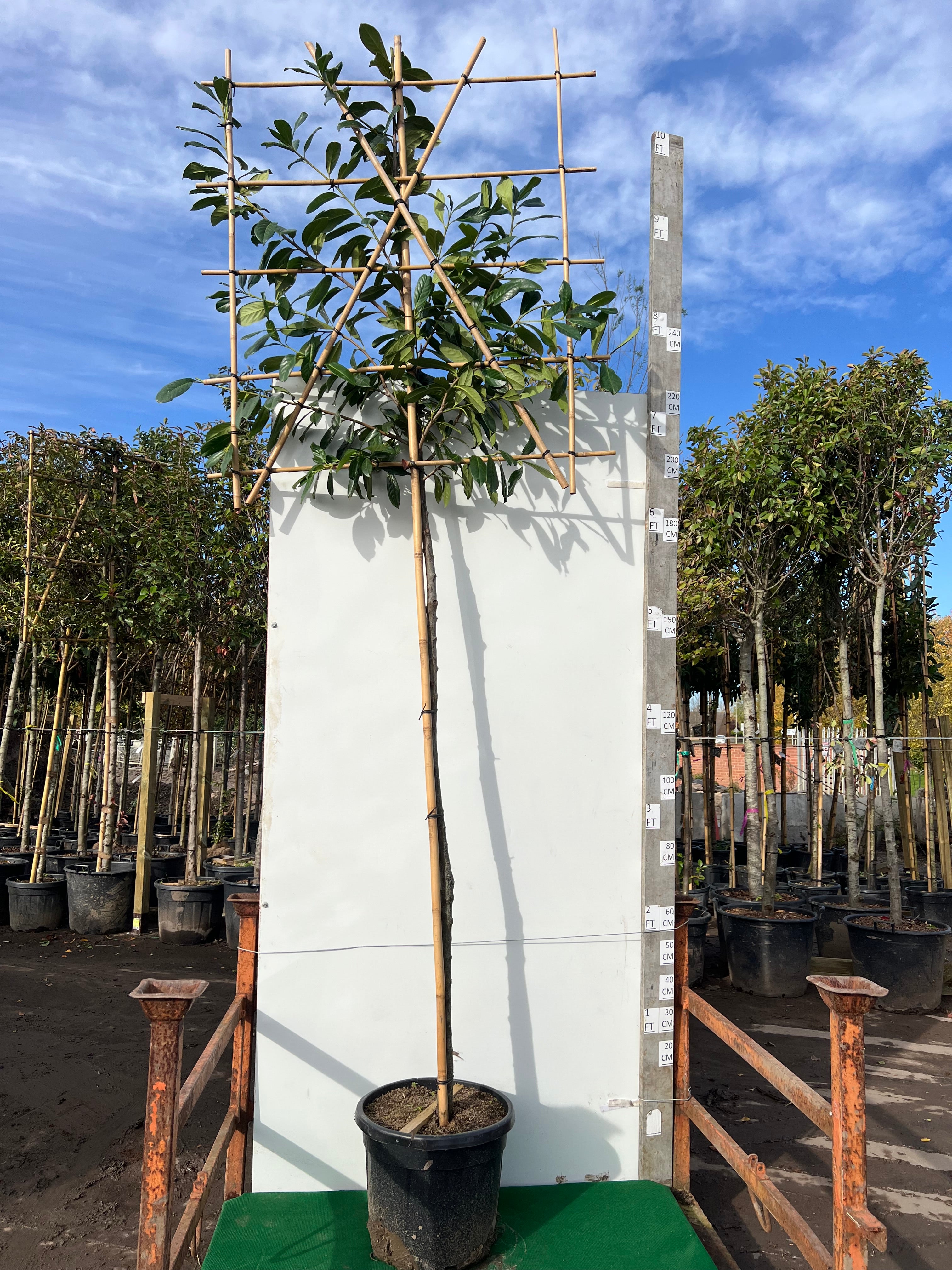 Pleached Laurel (Prunus Laurocerasus Caucasica) - Stem: 180cm / Frame ...