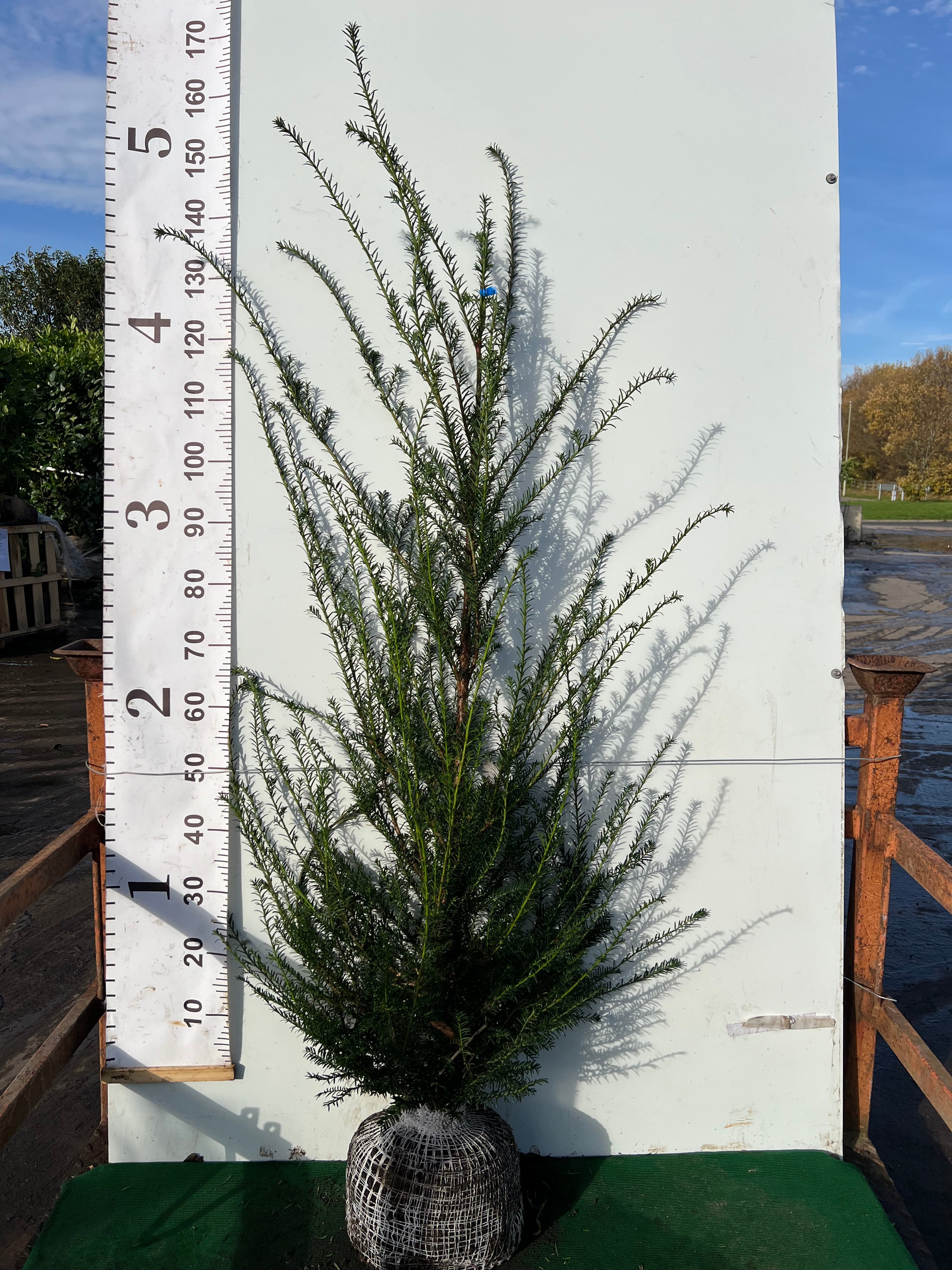 English Yew Rootball 120-150cm | Premium Instant Hedge | UK – Hedging ...