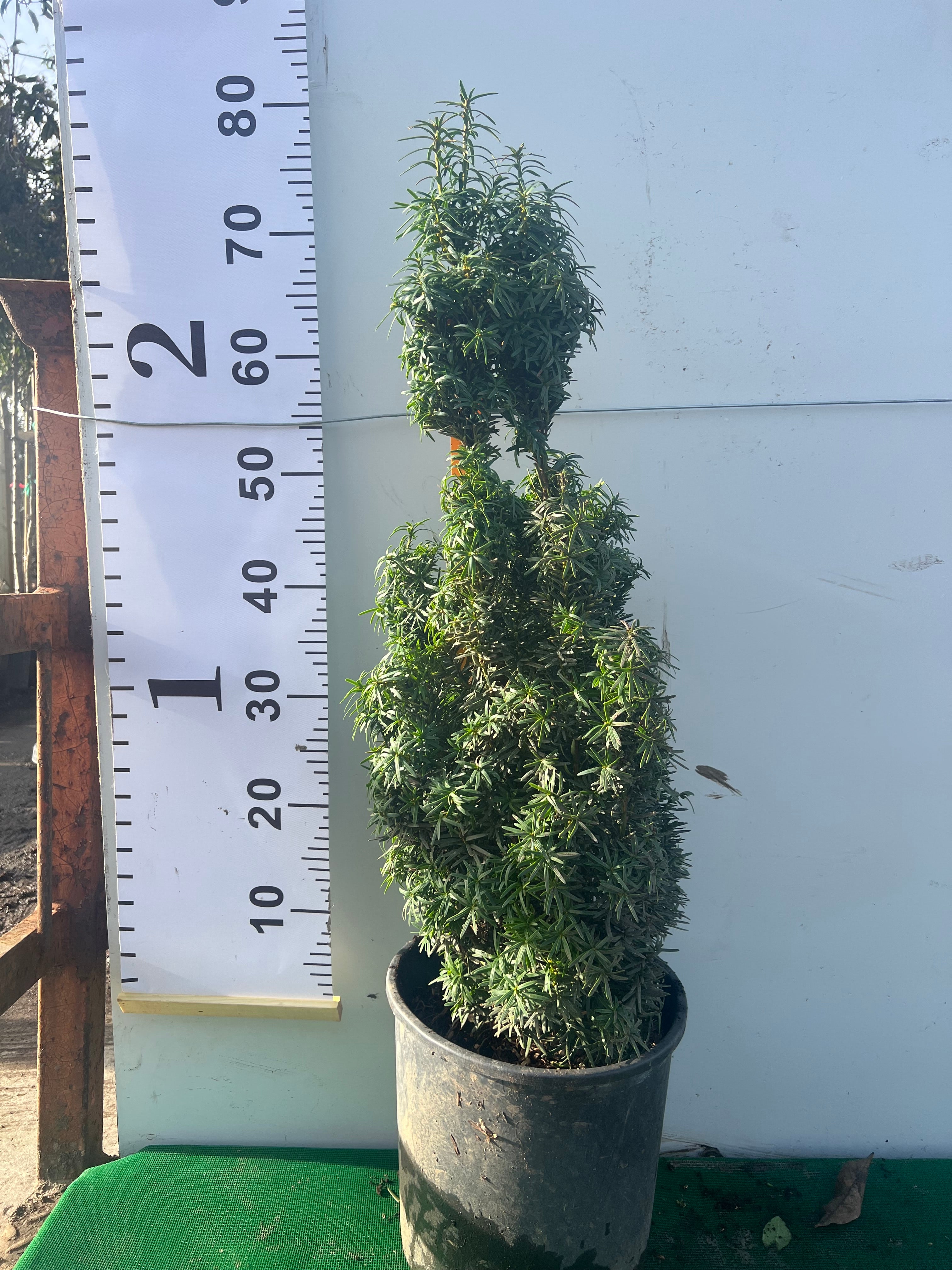 Taxus David 60cm – Hedging Supplies