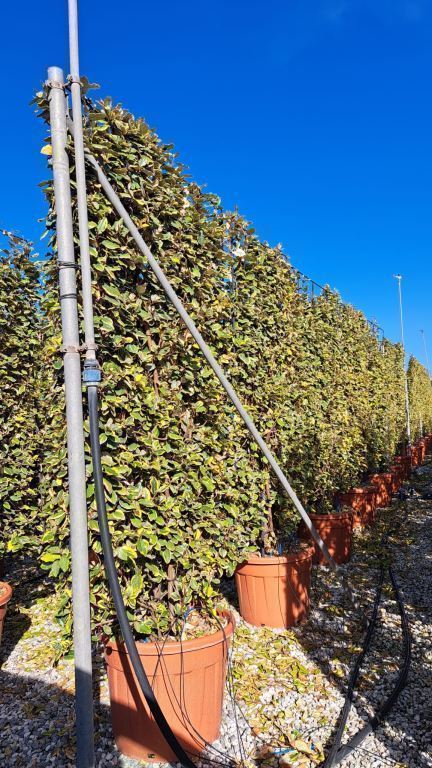 Elaeagnus Ebbingei 'Vivileg' Screening Panel 180cm Tall x 120cm Wide ...