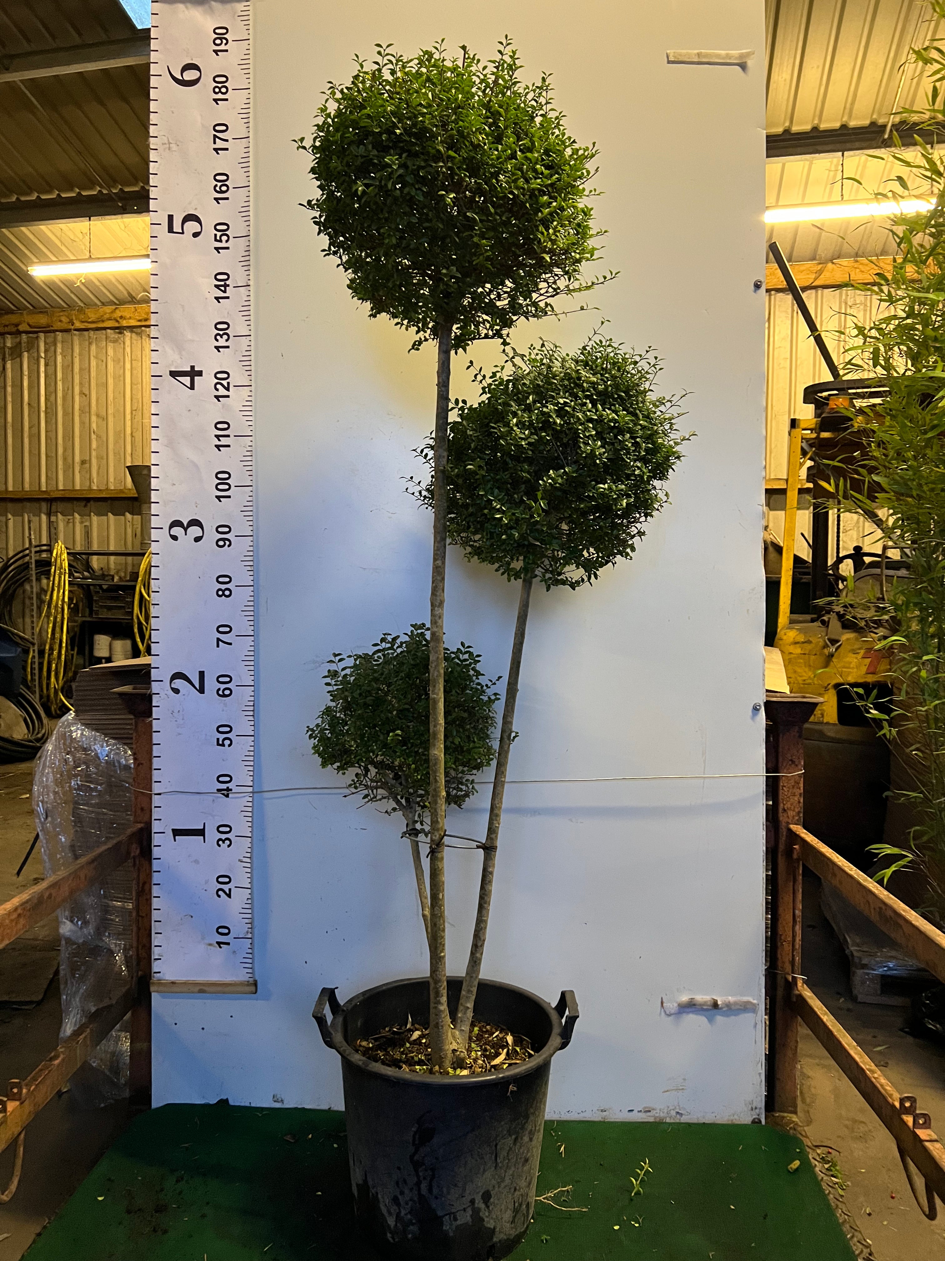 Privet (Ligustrum Jonandrum) 3 Ball 180cm Tall – Hedging Supplies