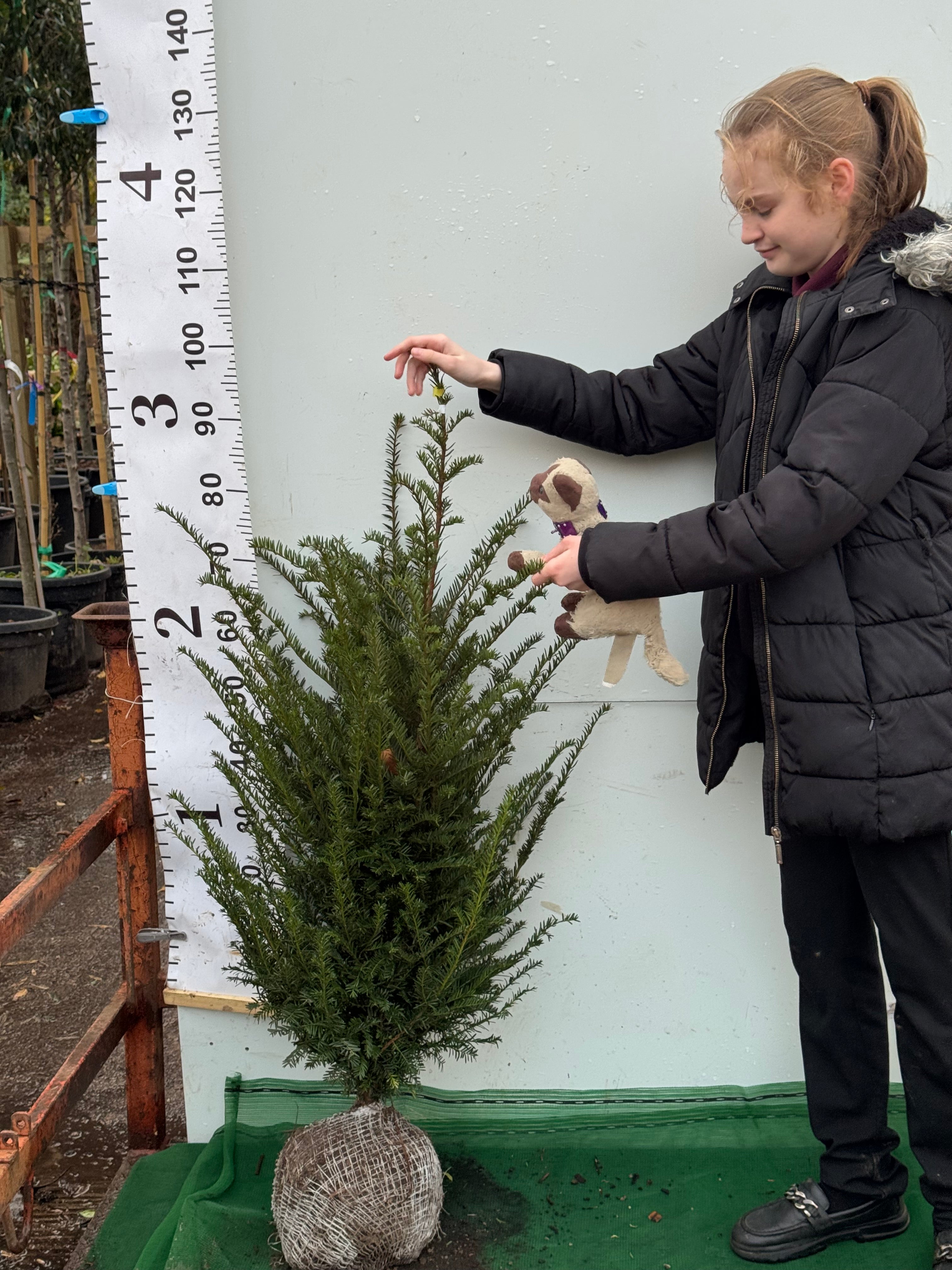 English Yew Rootball 80-100cm | Premium Instant Hedge | UK – Hedging ...