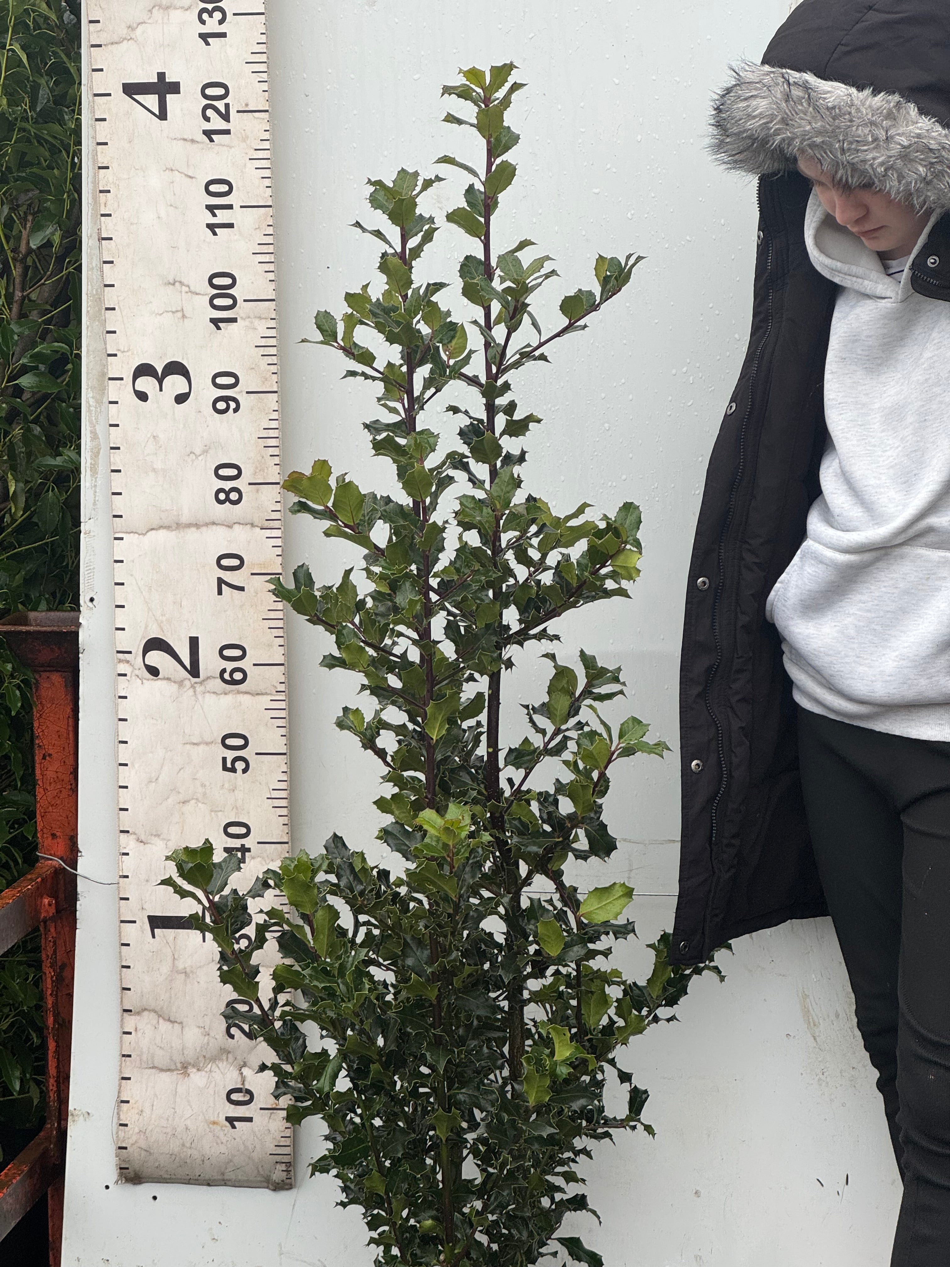 Ilex Aquifolium 1.2-1.5m - English Holly Hedging | Hedging Supplies