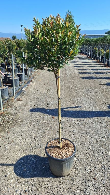 Photinia Fraseri 'Chico' 1/2 Standard, 80cm Stem |Total Height Approx ...