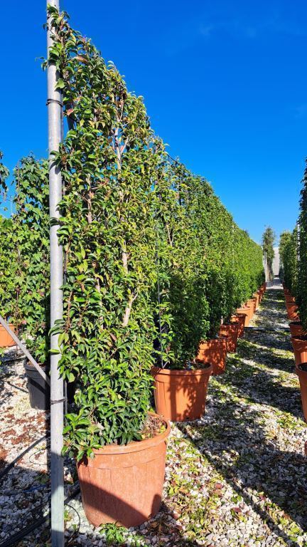 Prunus Lusitanica 'Brenelia' Screening Panel 180cm Tall x 120cm Wide ...