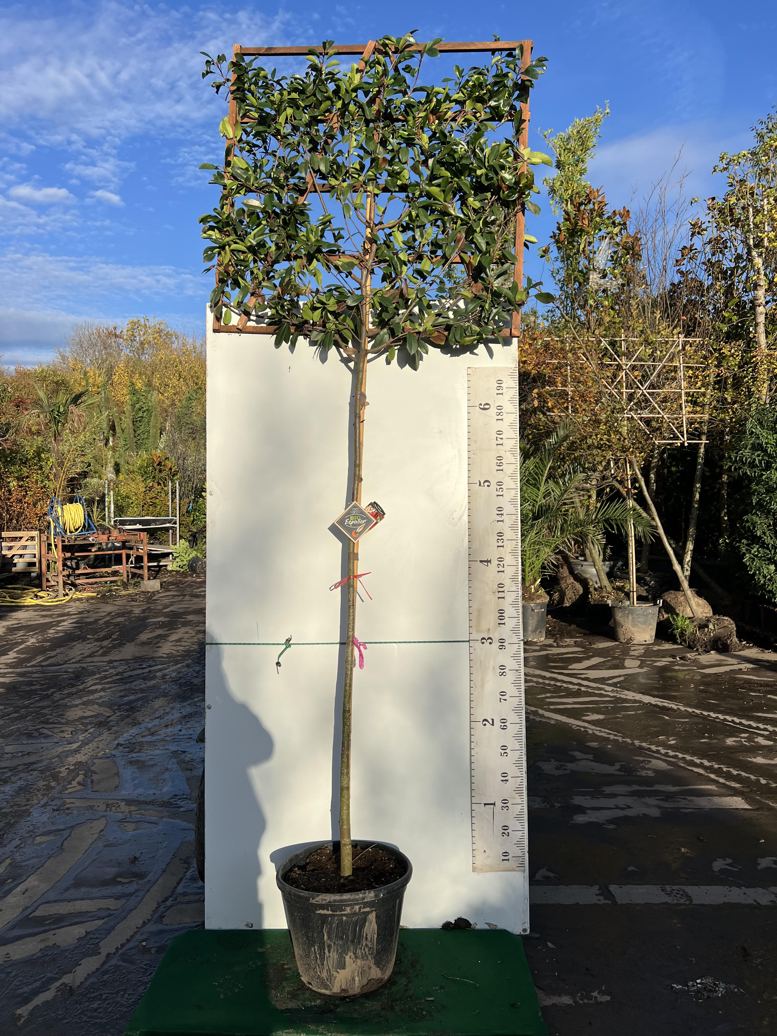 Photinia Red Robin Pleached (Espalier) Stem: 180cm, Frame: 120x120cm ...